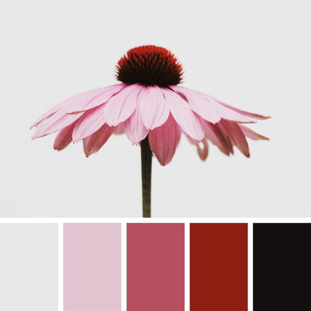 130 Eye-Catching Color Combinations For Design Enthusiasts - The Designest